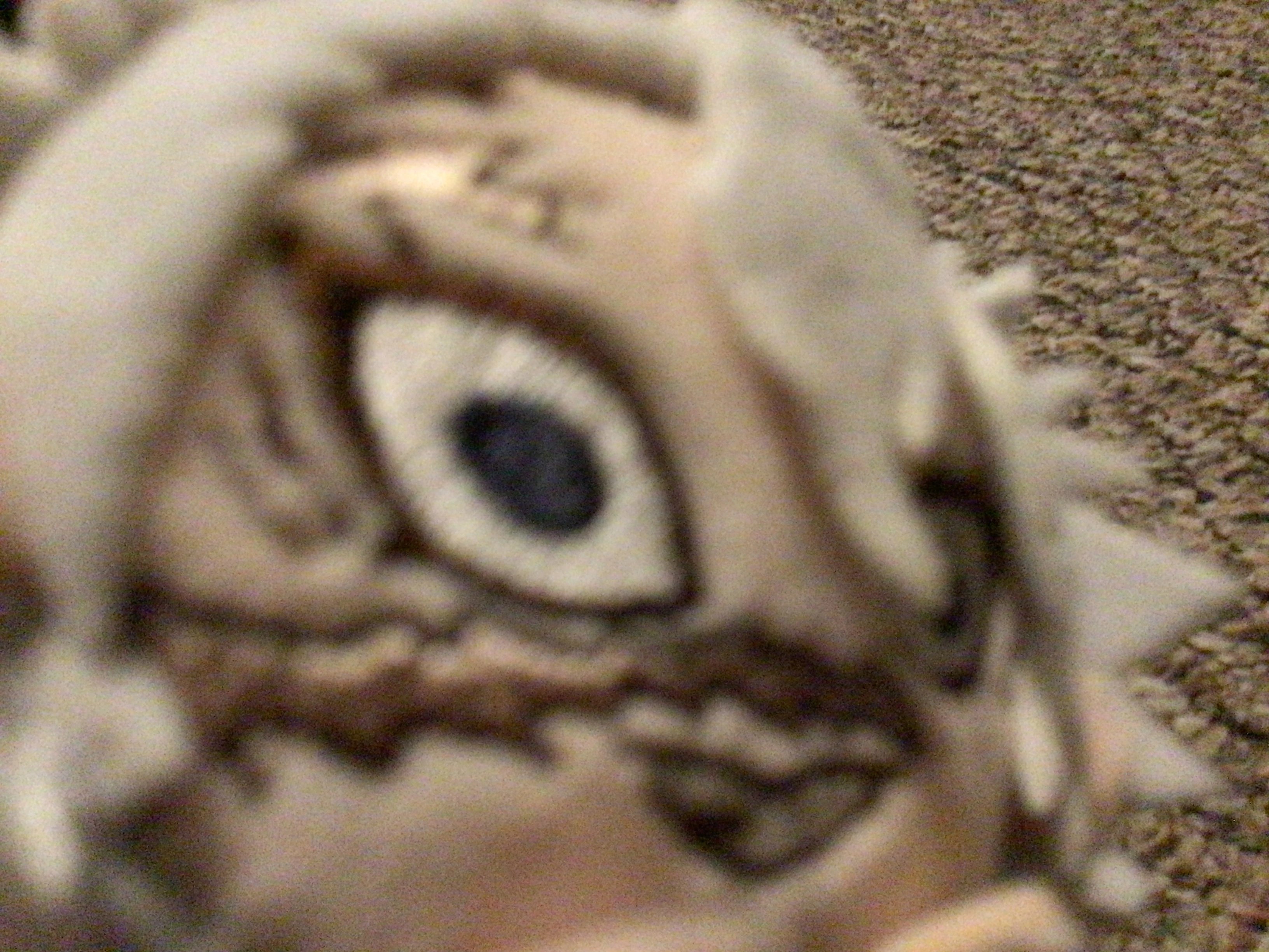 Free profile pic Sanemi side eye | Fandom