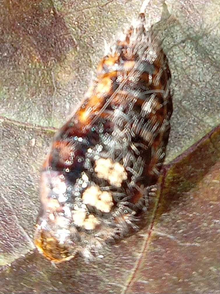 Discuss Everything About Grounded Wiki | Fandom