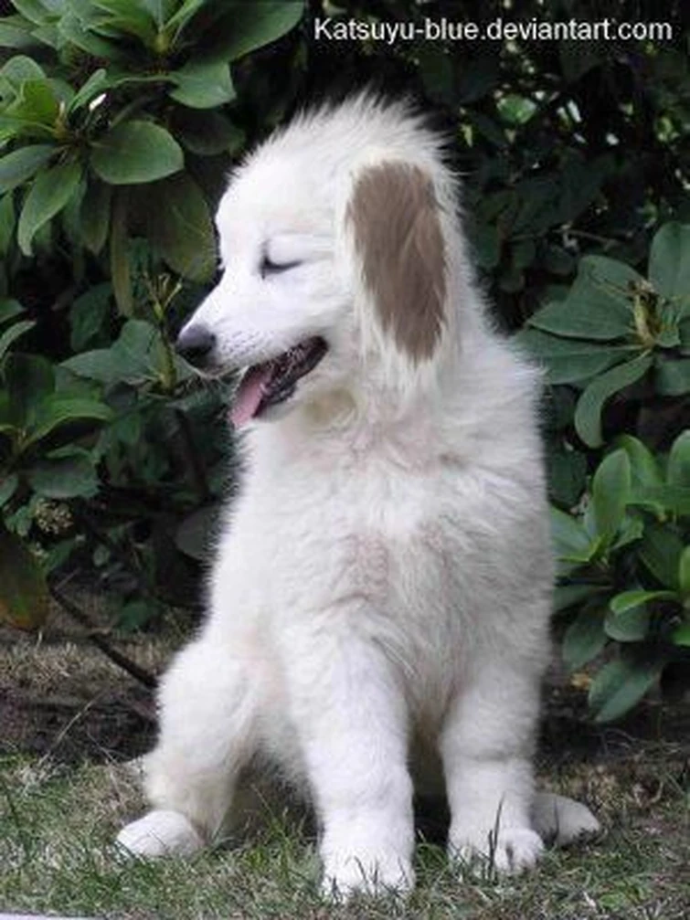 Akamaru is a Samoyed dog | Fandom