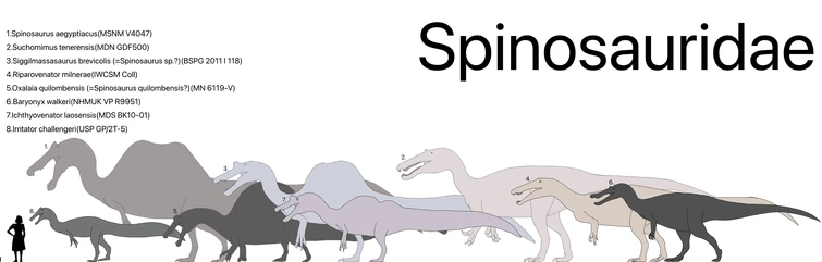 Spinosauridae Art/Size comparison | Fandom