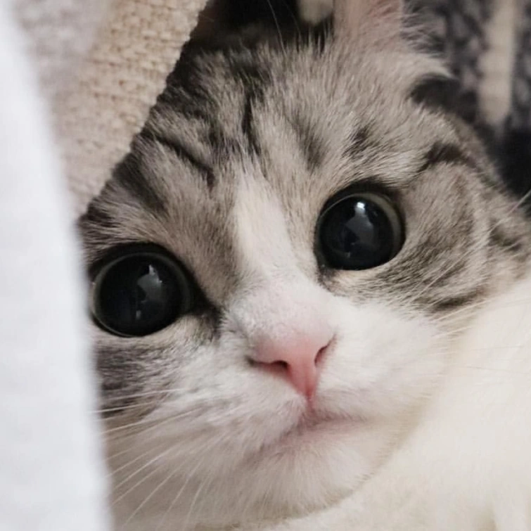 Admin entity for my game | Fandom