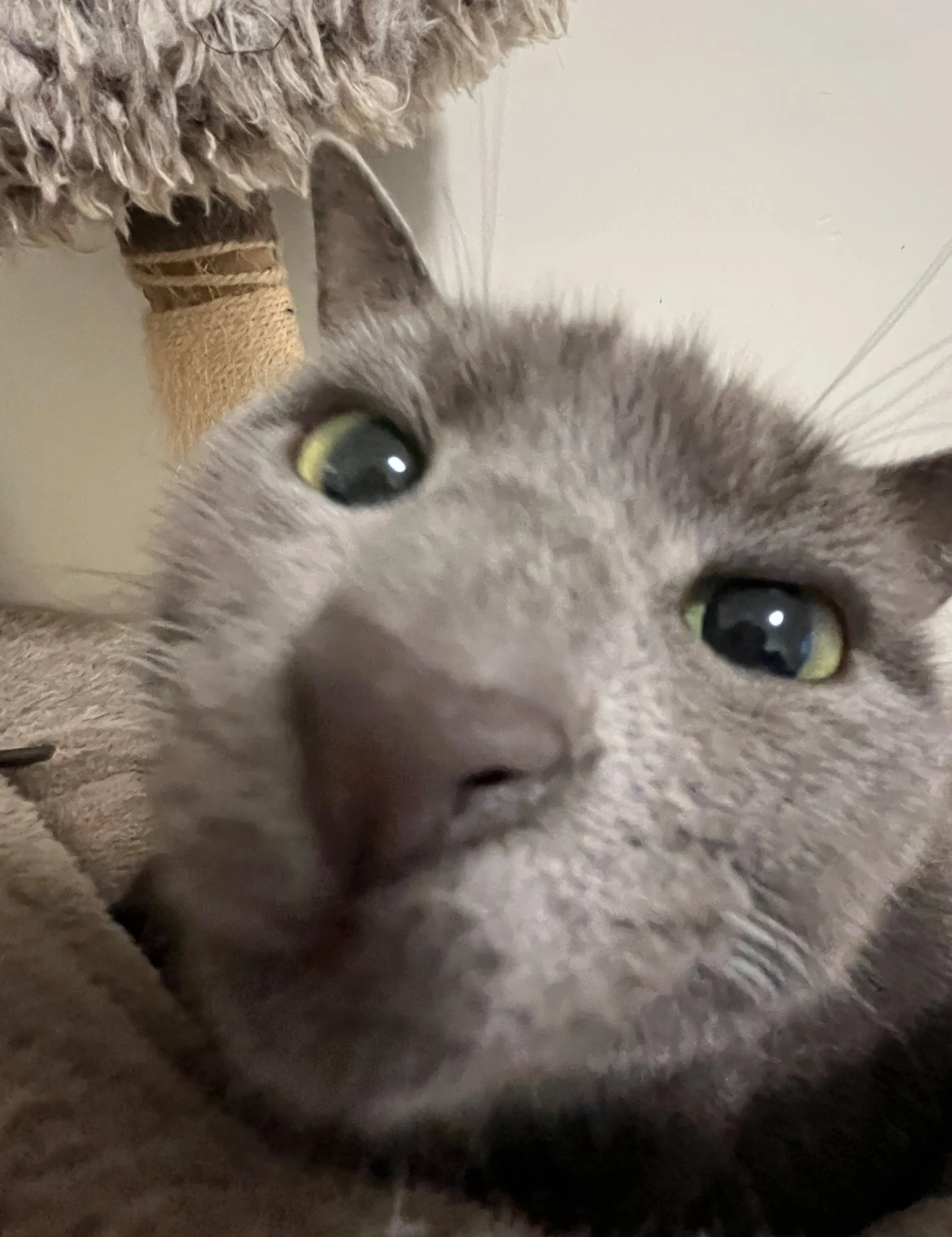 Sniff check | Fandom