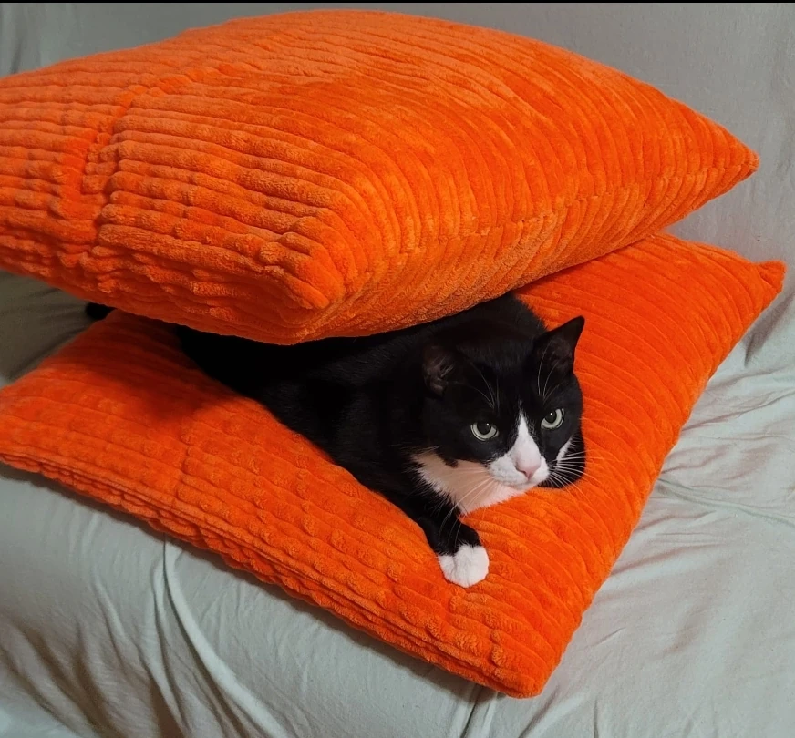 Seek refuge in this catpost from all the spoilers | Fandom