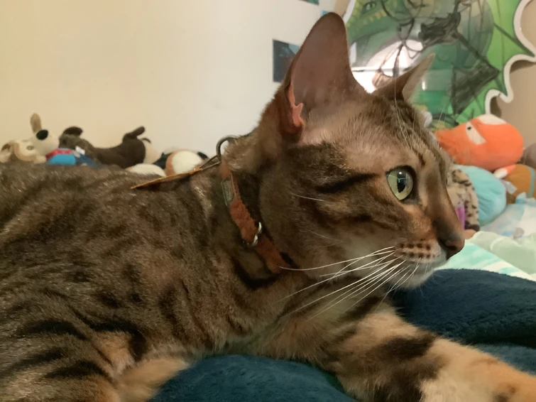 Discuss Everything About Dragon Adventures Wiki | Fandom