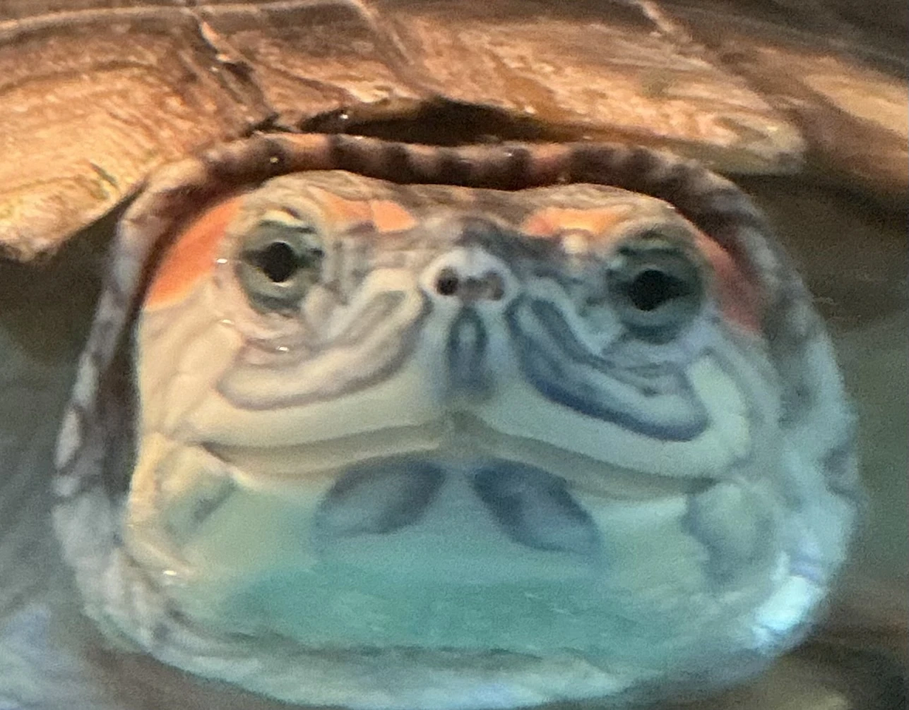 Cute pictures of my pet turtle part 2 | Fandom