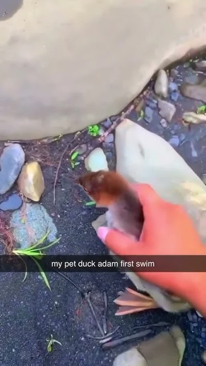 duck adam face reveal (real) | Fandom