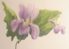 Shrinking Violets | Disney Fairies Wiki | Fandom