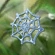 Spiderweb-untangling-talent | Disney Fairies Wiki | Fandom