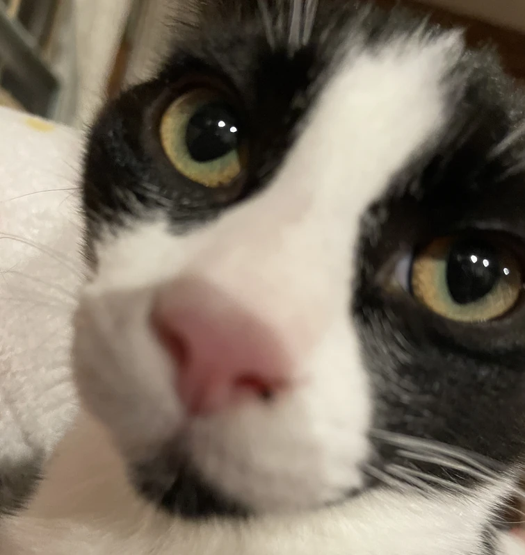 Kitty post | Fandom