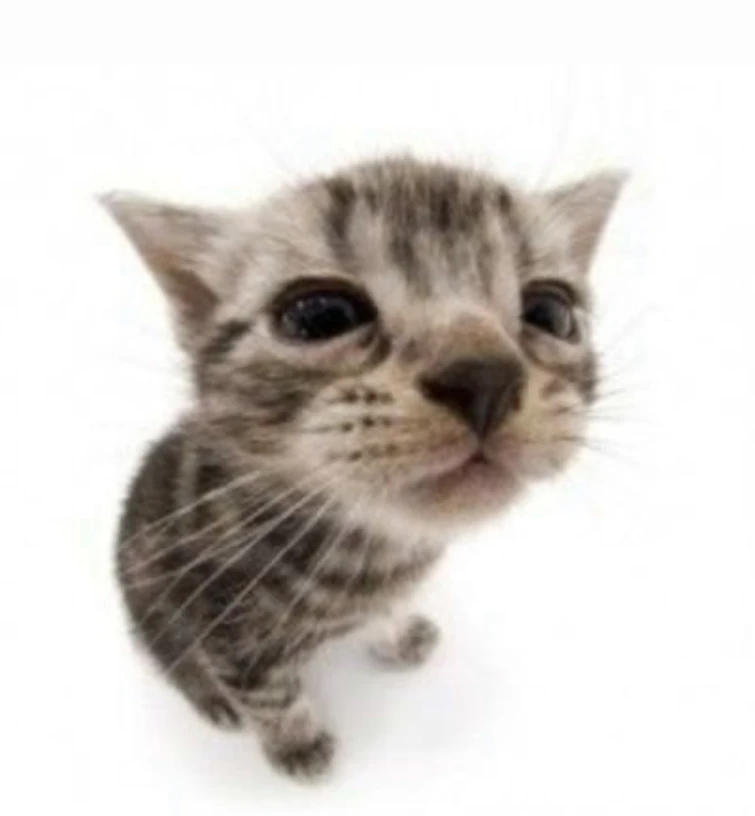 why are cats so funny like literally | Fandom