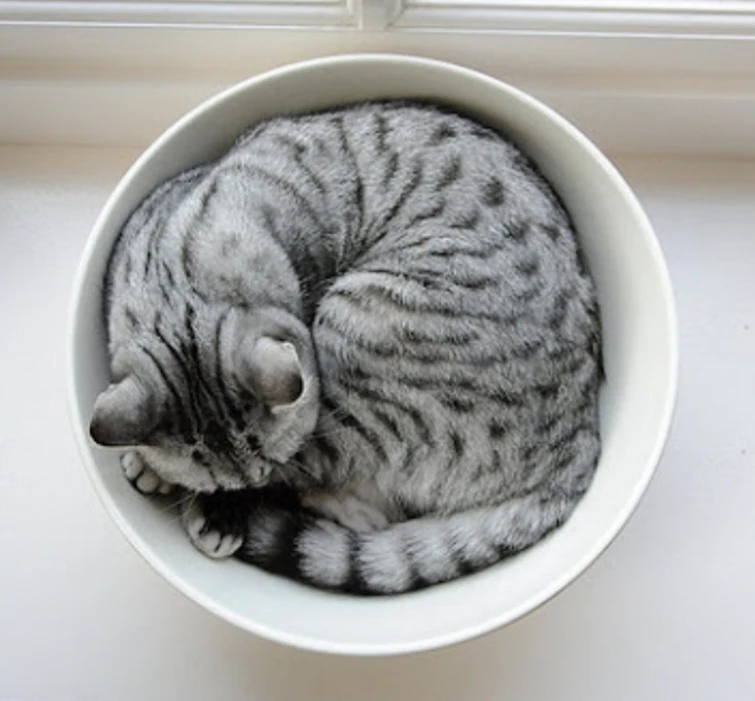 cutest animal irl | Fandom