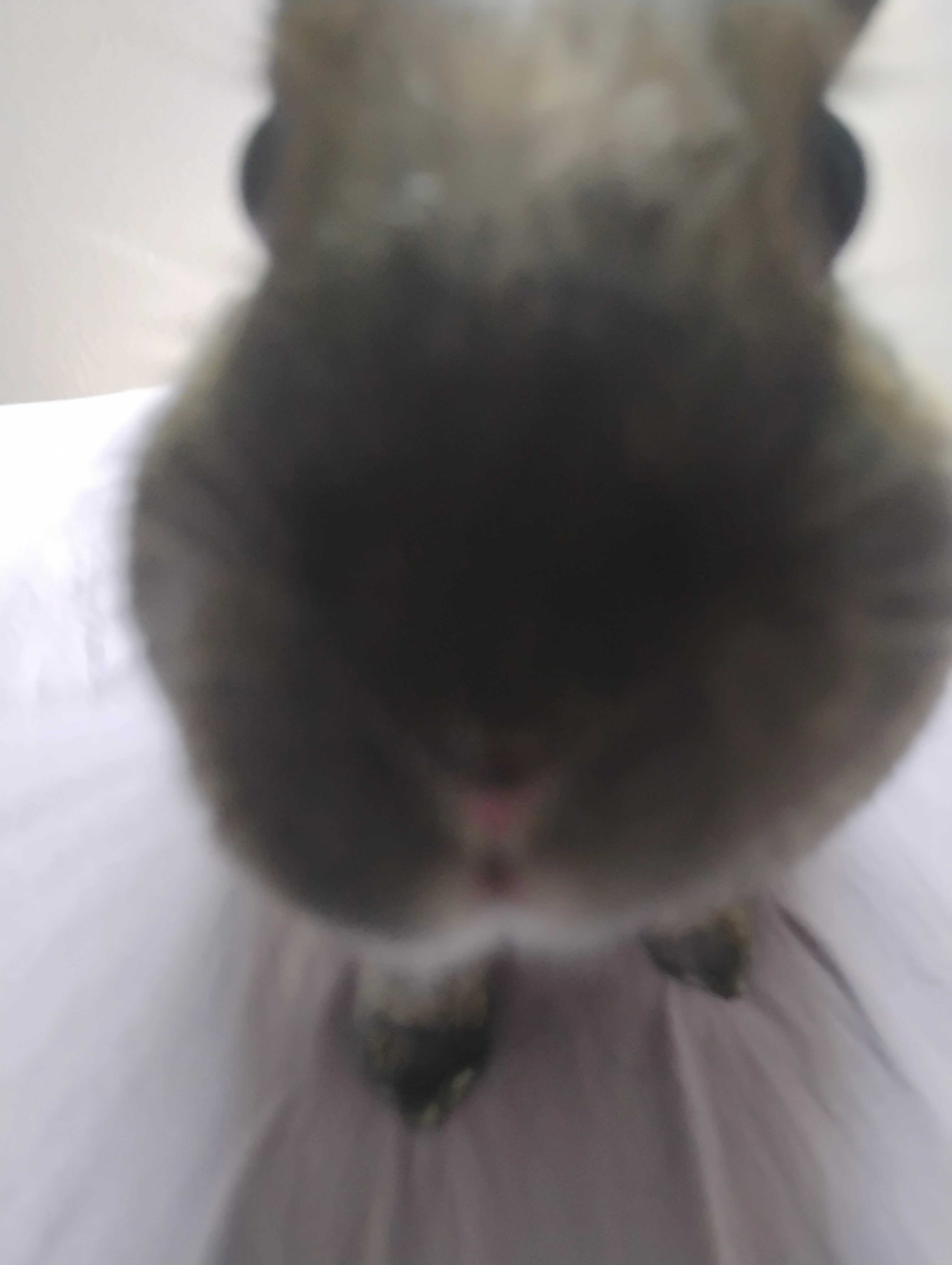 BOO RABBIT JUMPSCARE AHHHHH (part 2) | Fandom