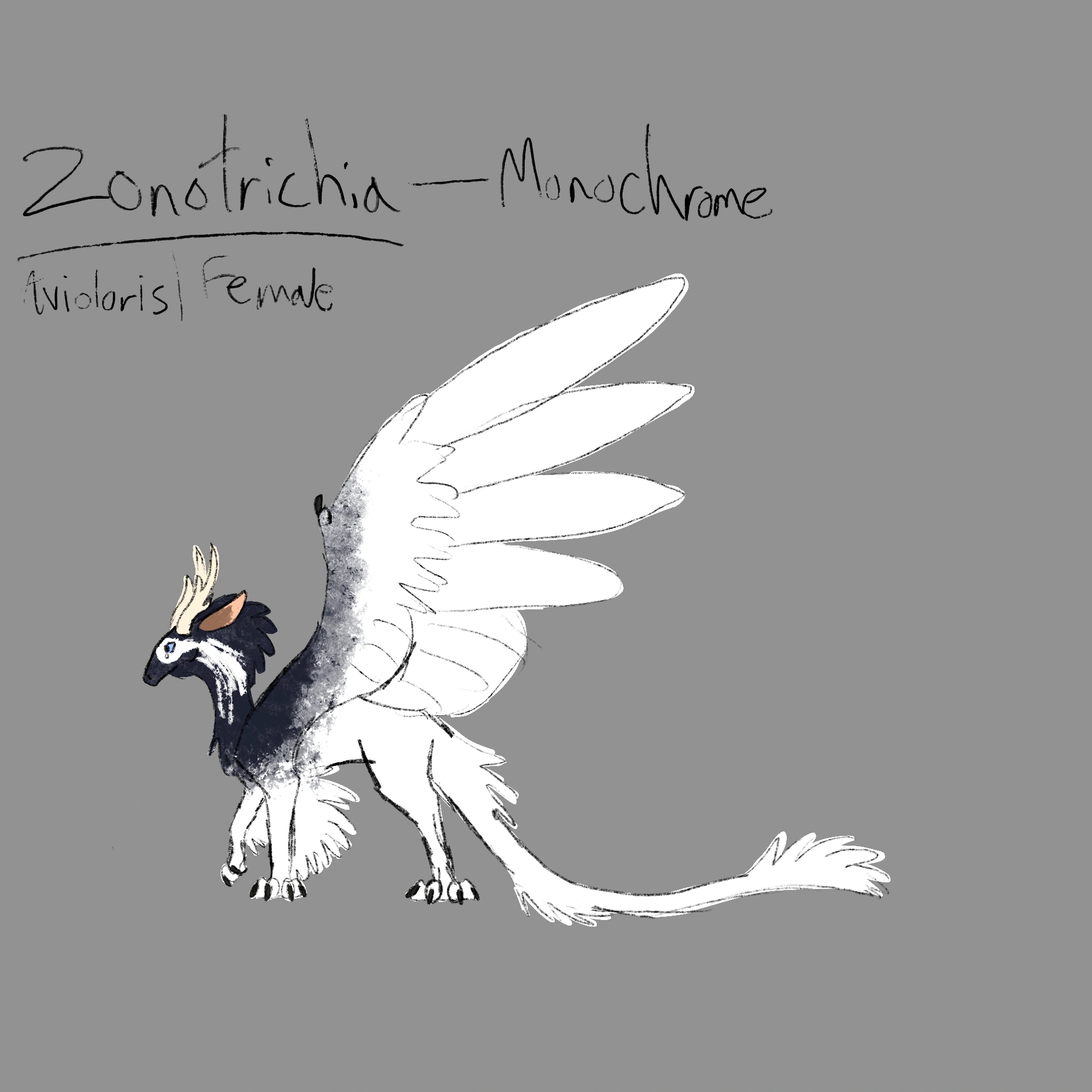 Almost finished refs for my new sona, Zonotrichia | Fandom