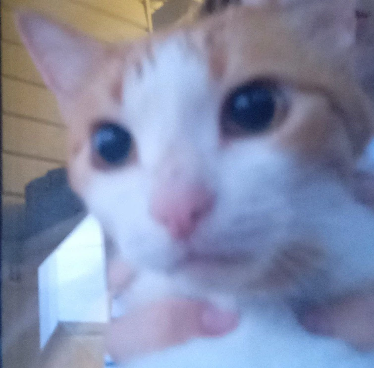 For people who complain about felifaux | Fandom