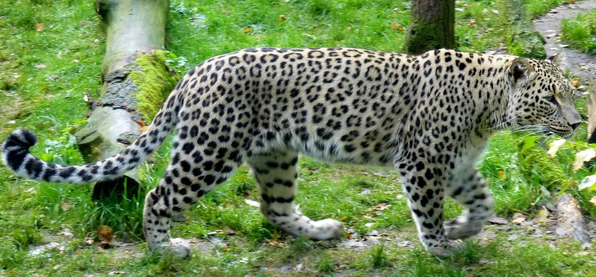 Northern Tamir Leopard | DG World Wiki | Fandom