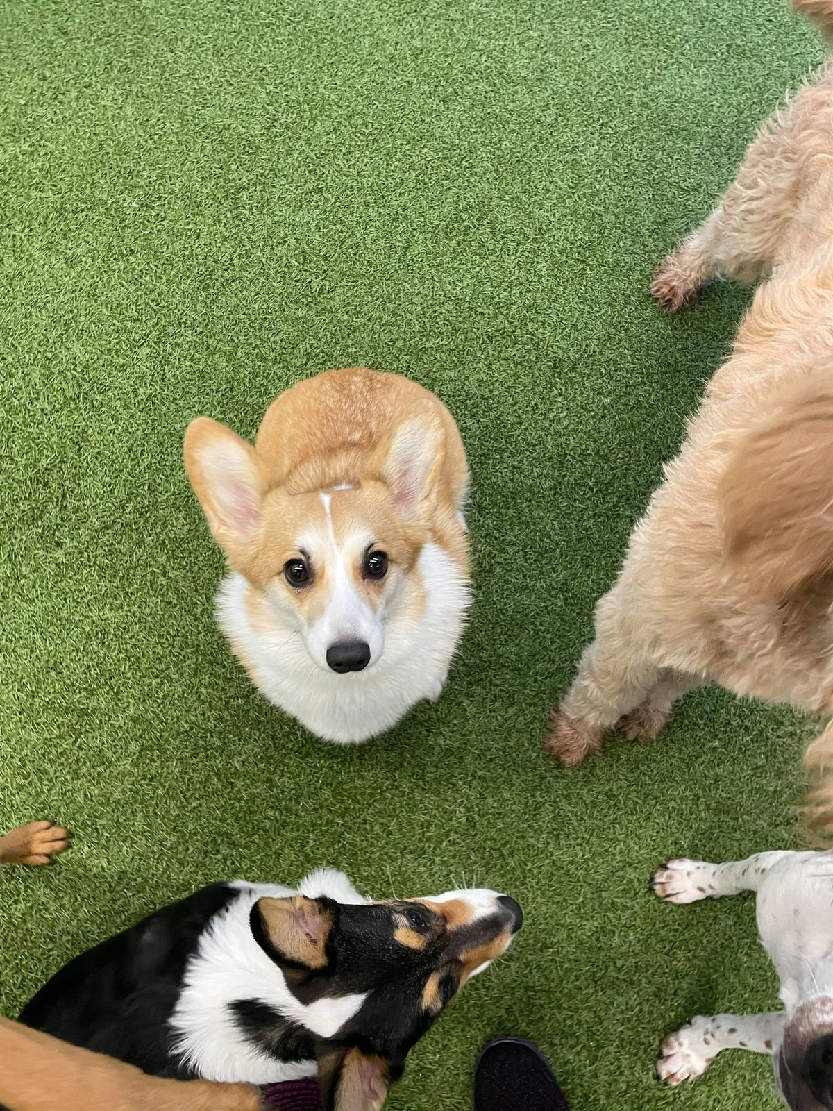 Dol Boki | Dgsofhp Wiki | Fandom