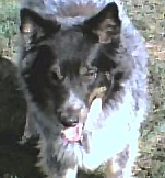 Category:Dogs | Canine Diabetes Wiki | Fandom