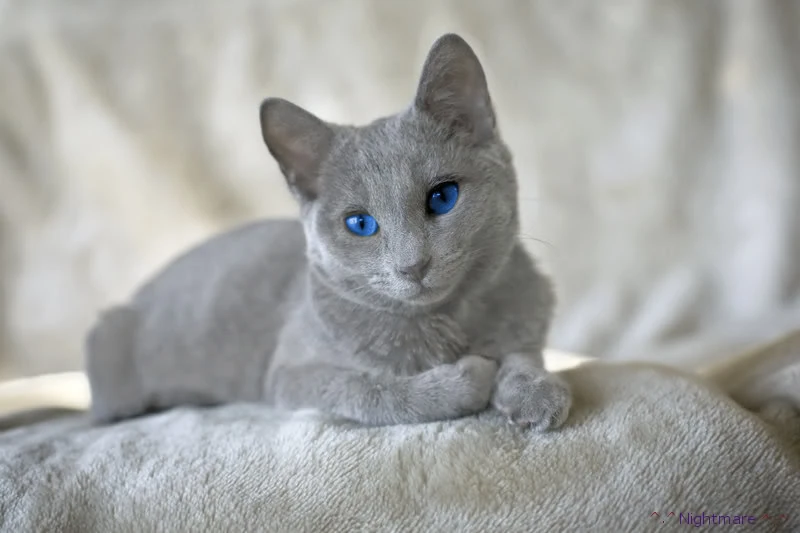 Indigo | DiamondClan Wiki | Fandom