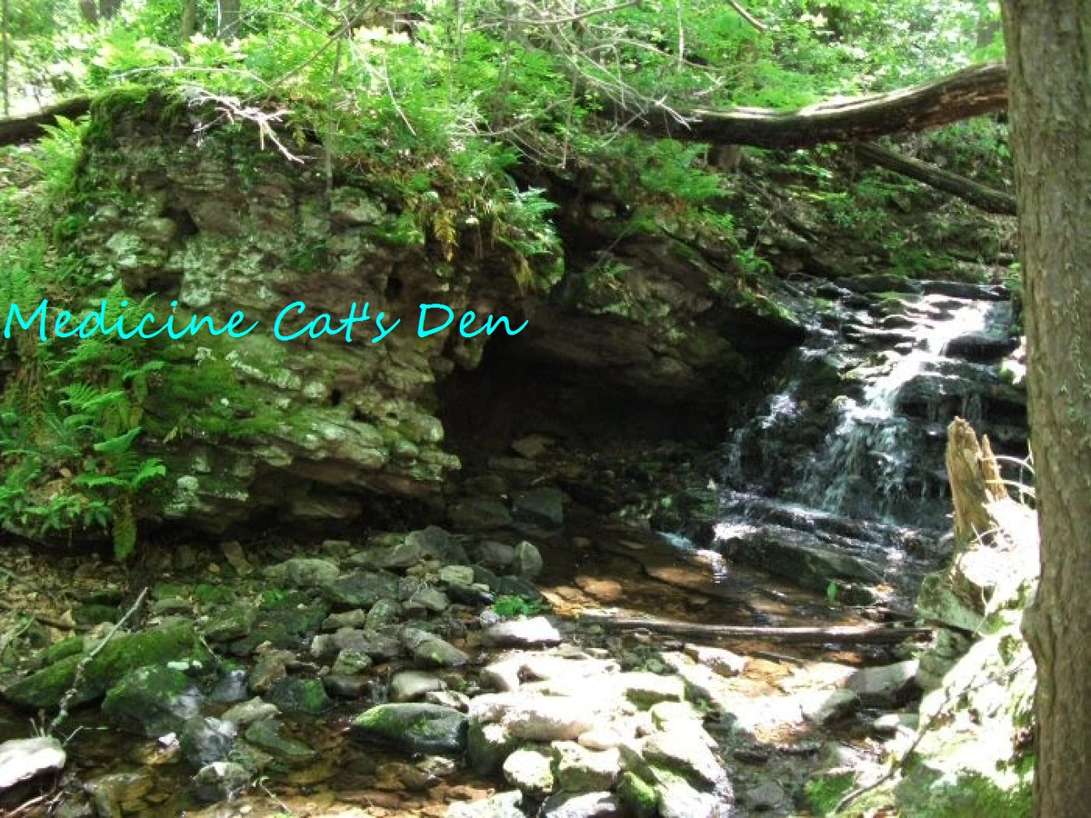 Medicine Cats' Den | DiamondClan Wiki | Fandom