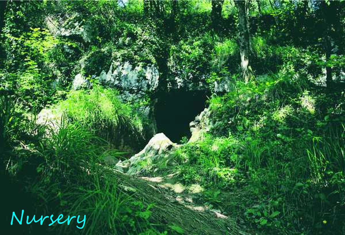 Nursery | DiamondClan Wiki | Fandom