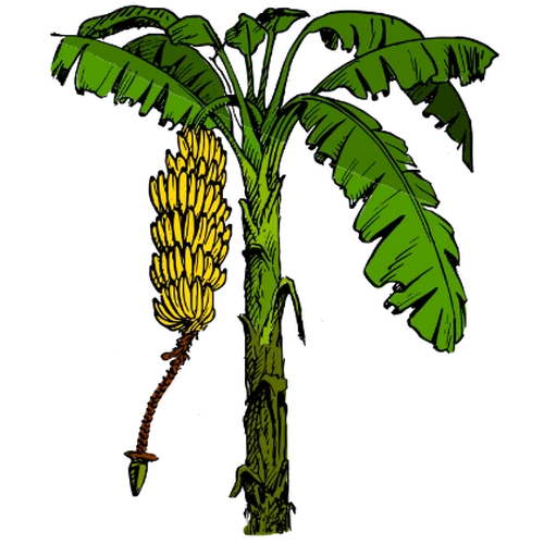 Single Banana Tree Png