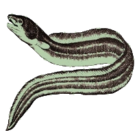 Eel | Diamond Hunt Online Wiki | Fandom