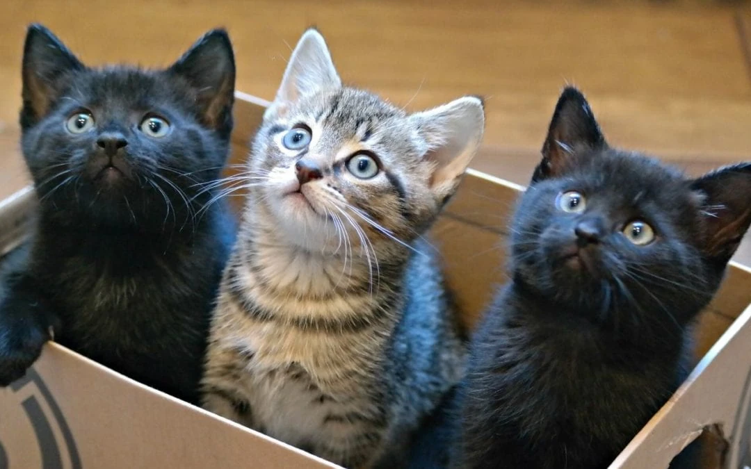 Kittens | Diane Button The Story Makers Wiki | Fandom