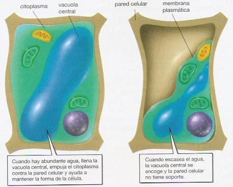 VACUOLAS | Wiki Diccionario Universal | Fandom