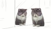 Kitty Amazing (Character) | Dick Figures Wiki | Fandom