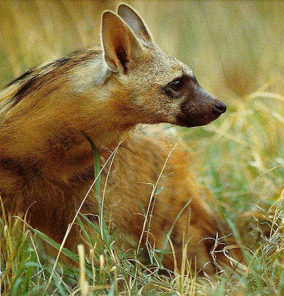 Aardwolf | Dictionariapedia Wiki | Fandom