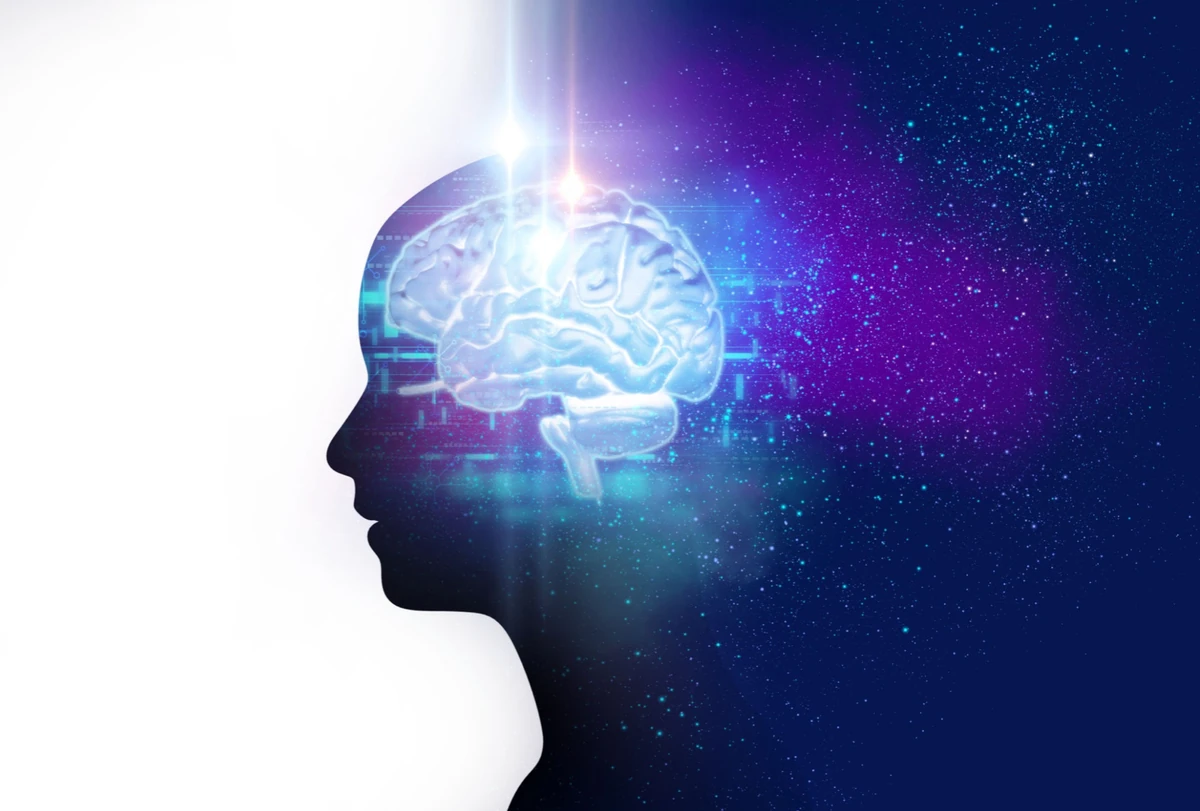 Brain | Dictionary Wiki | Fandom