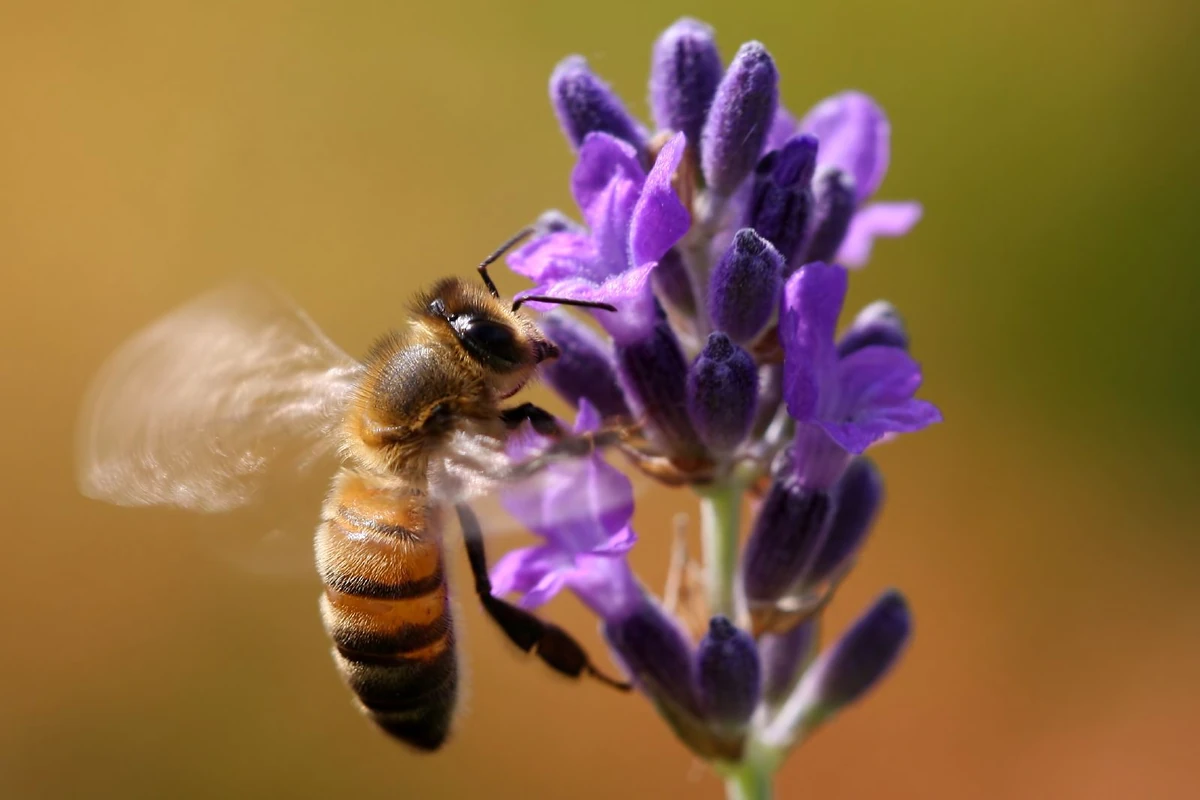 Bee | Dictionary Wiki | Fandom