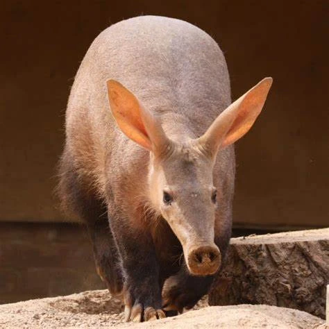 Aardvarks | Dictionary And Thesaurus Wiki | Fandom