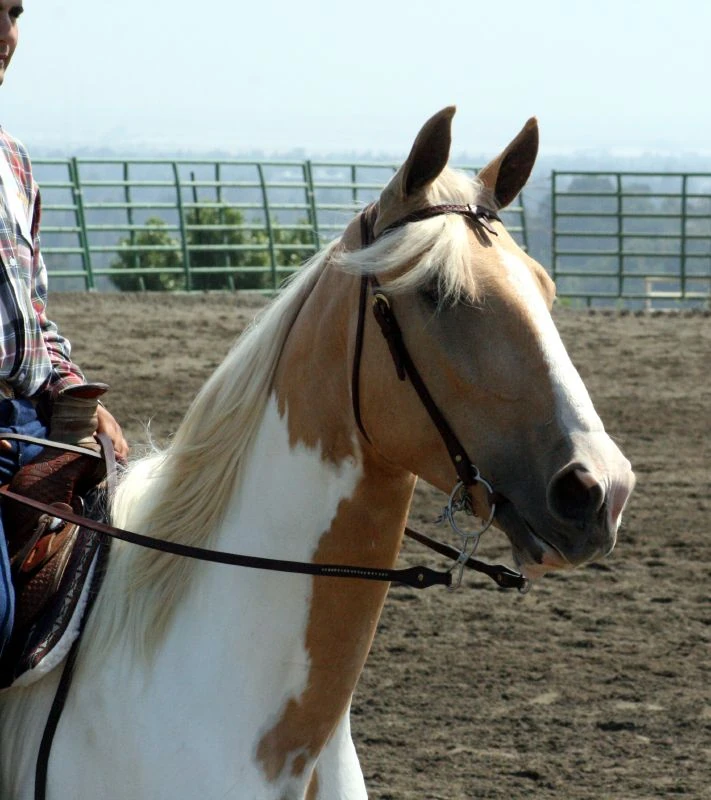 Sapakanpúus | Wiki Dictionnaire Sahaptin-français | Fandom