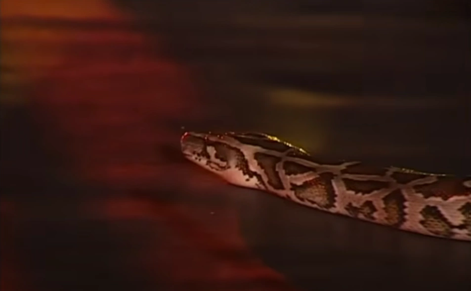 Vasily | Didulapedia: DiDuLa Wiki | Fandom