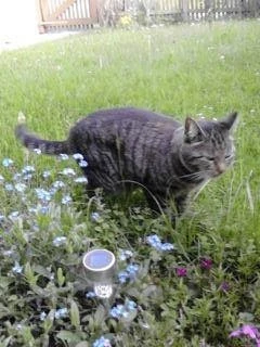 Tigerzahn | Die Chroniken der Clans Wiki | Fandom