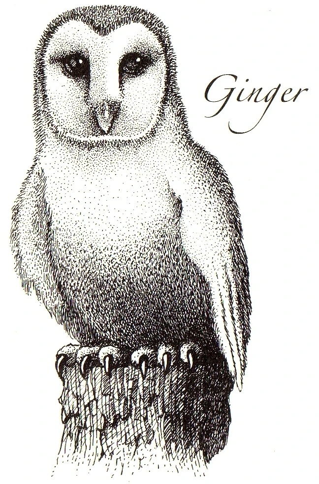 Ginger | Die Legende der Wächter Wiki | Fandom