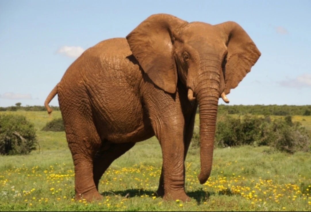 Afrikaanse olifant | Dieren wiki | Fandom