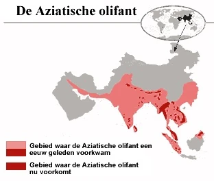 Aziatische olifant | Dieren wiki | Fandom