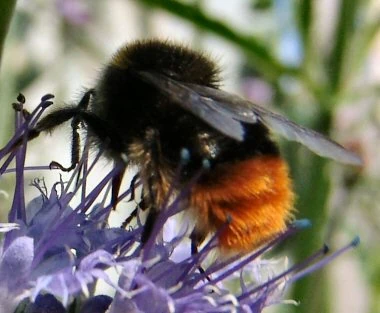 Steenhommel | Dierenpedia wiki | Fandom