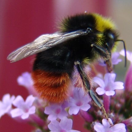 Weidehomel | Dierenpedia wiki | Fandom