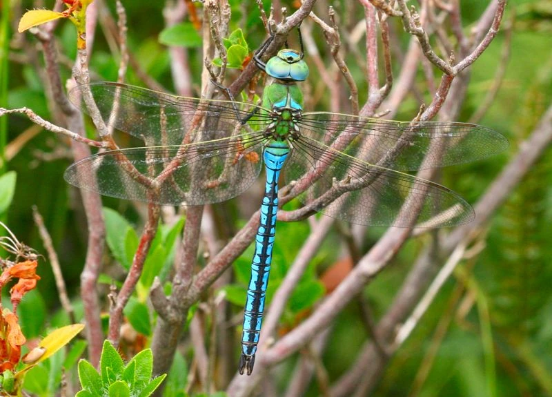 Grote keizerlibel | Dierenpedia wiki | Fandom