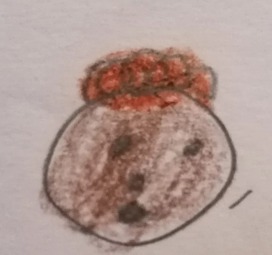 Timon | Wiki Digimon Inventation | Fandom