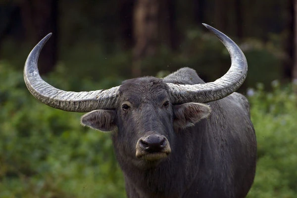 Wild Water Buffalo | Digital Gals Wiki | Fandom