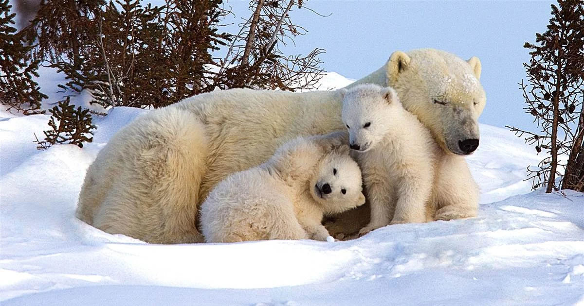 Polar Bear | Digital Gals Wiki | Fandom