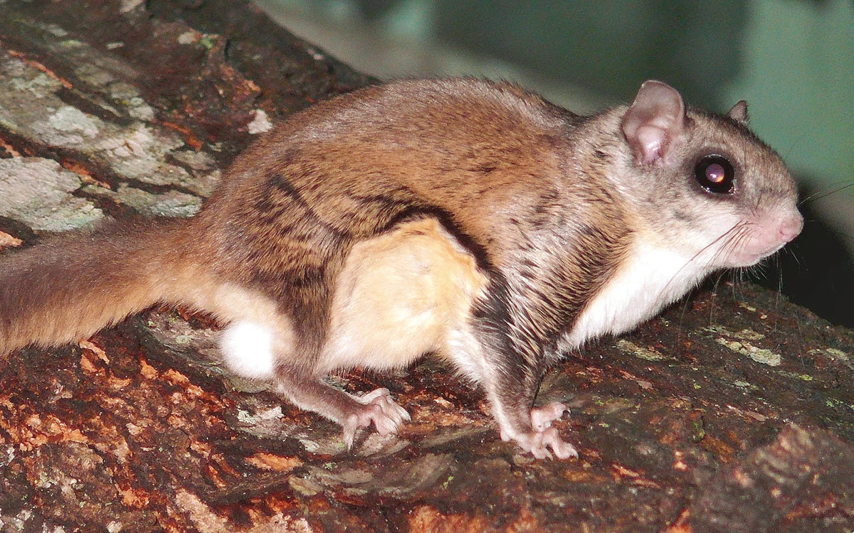Southern Flying Squirrel | Digital Gals Wiki | Fandom