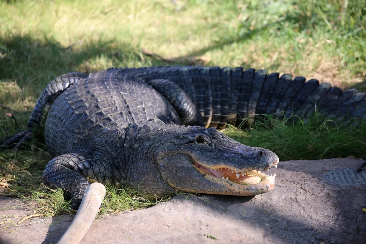 American Alligator | Dillon's Rolling Western Wiki | Fandom