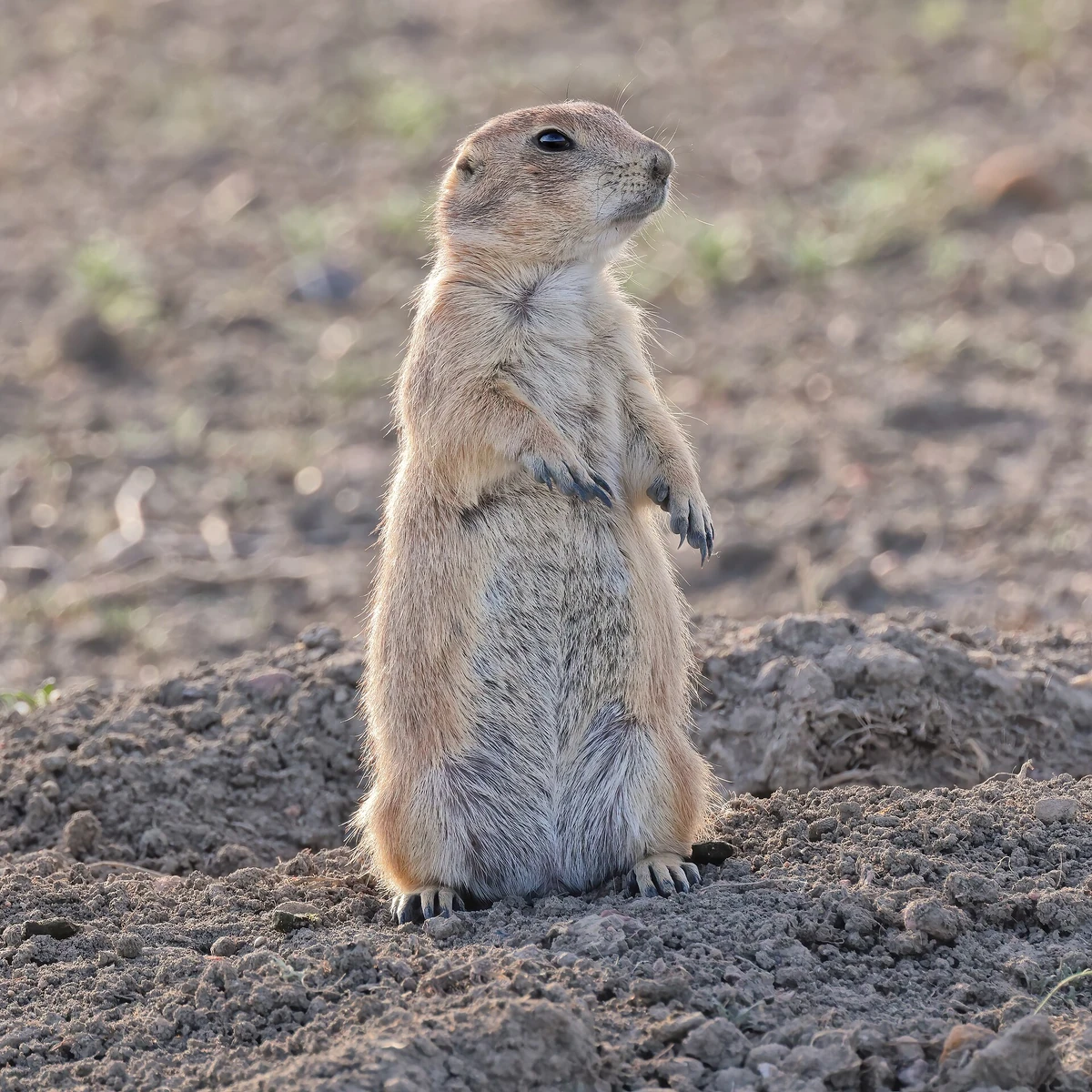Black-tailed Prairie Dog | Dillon's Rolling Western Wiki | Fandom