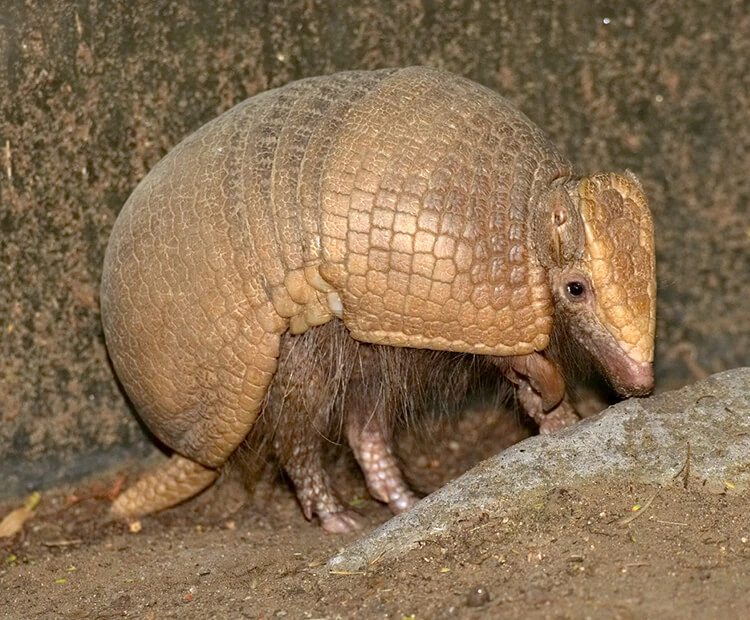 Southern Three-Banded Armadillo | Dillon's Rolling Western Wiki | Fandom
