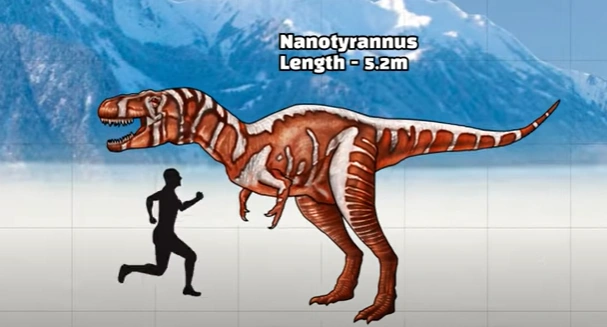 Nanotyrannus | DingDong Dinosaurs Wiki | Fandom